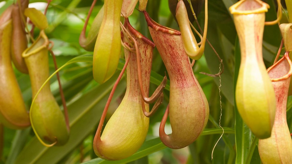 Conditions and vegetation adaptations - Tropical rainforest regions of ...