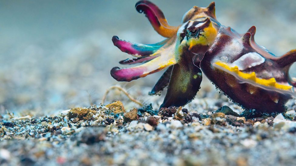 Five remarkable creatures to meet on A Perfect Planet - BBC Bitesize