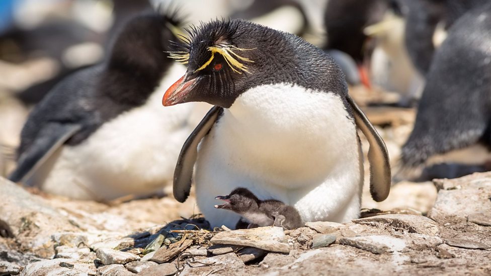 Five remarkable creatures to meet on A Perfect Planet - BBC Bitesize