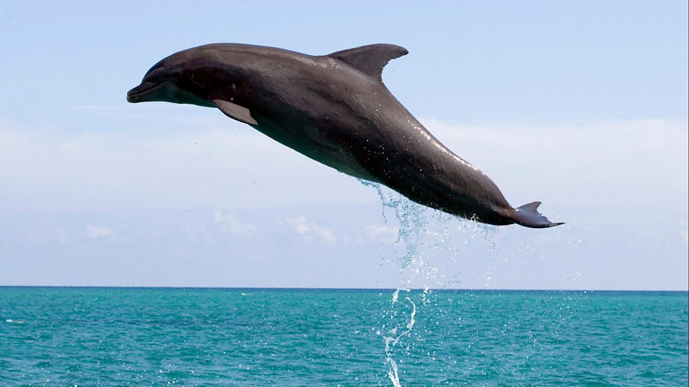 Squirrels, elephants and dolphins: Three animals with incredible ...