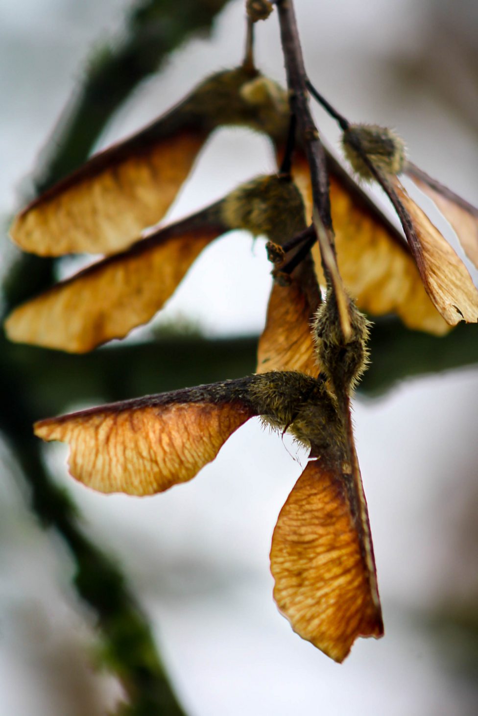 What are seeds? - The World Around Us - KS1 - BBC Bitesize