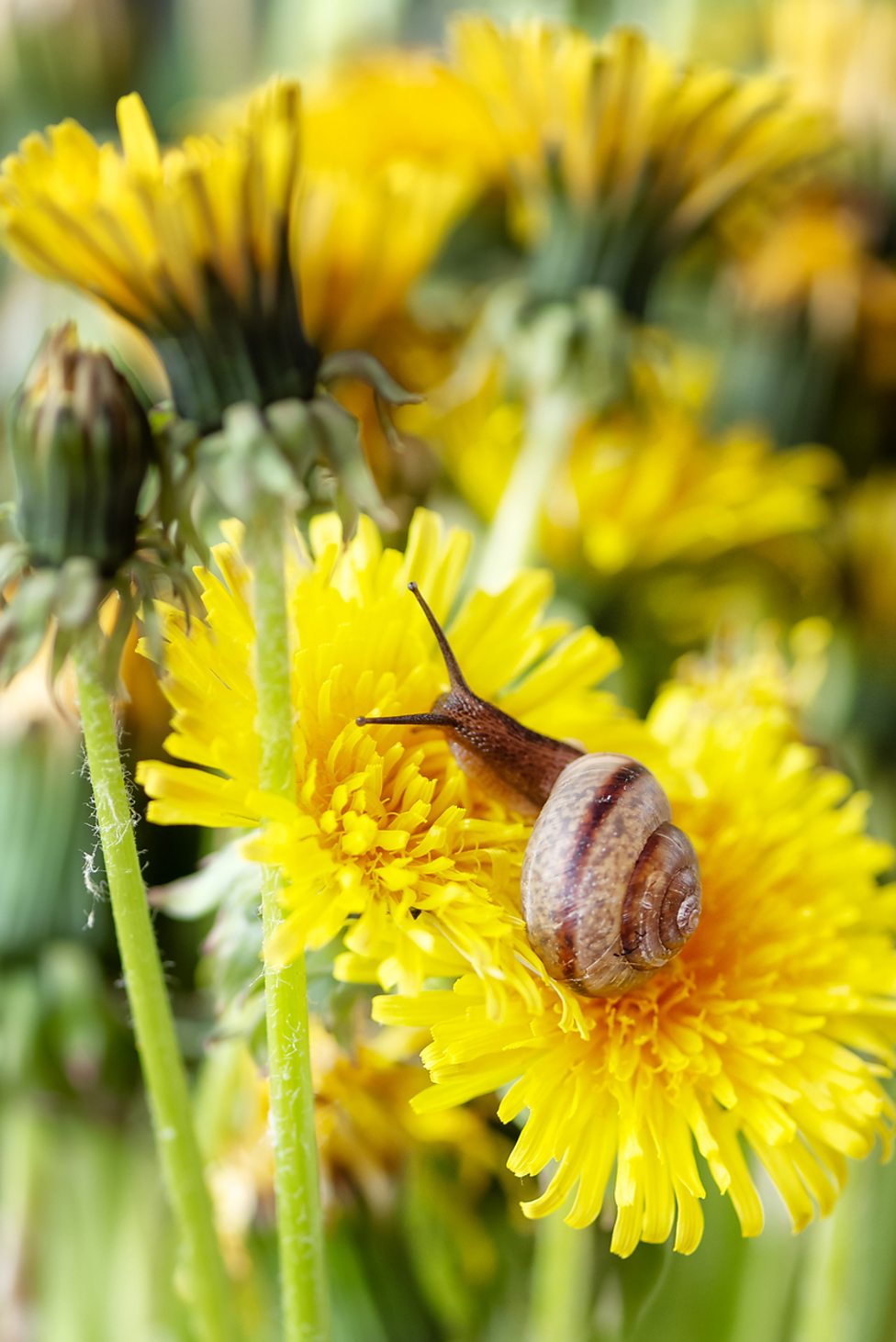 Insect inspection - BBC Bitesize