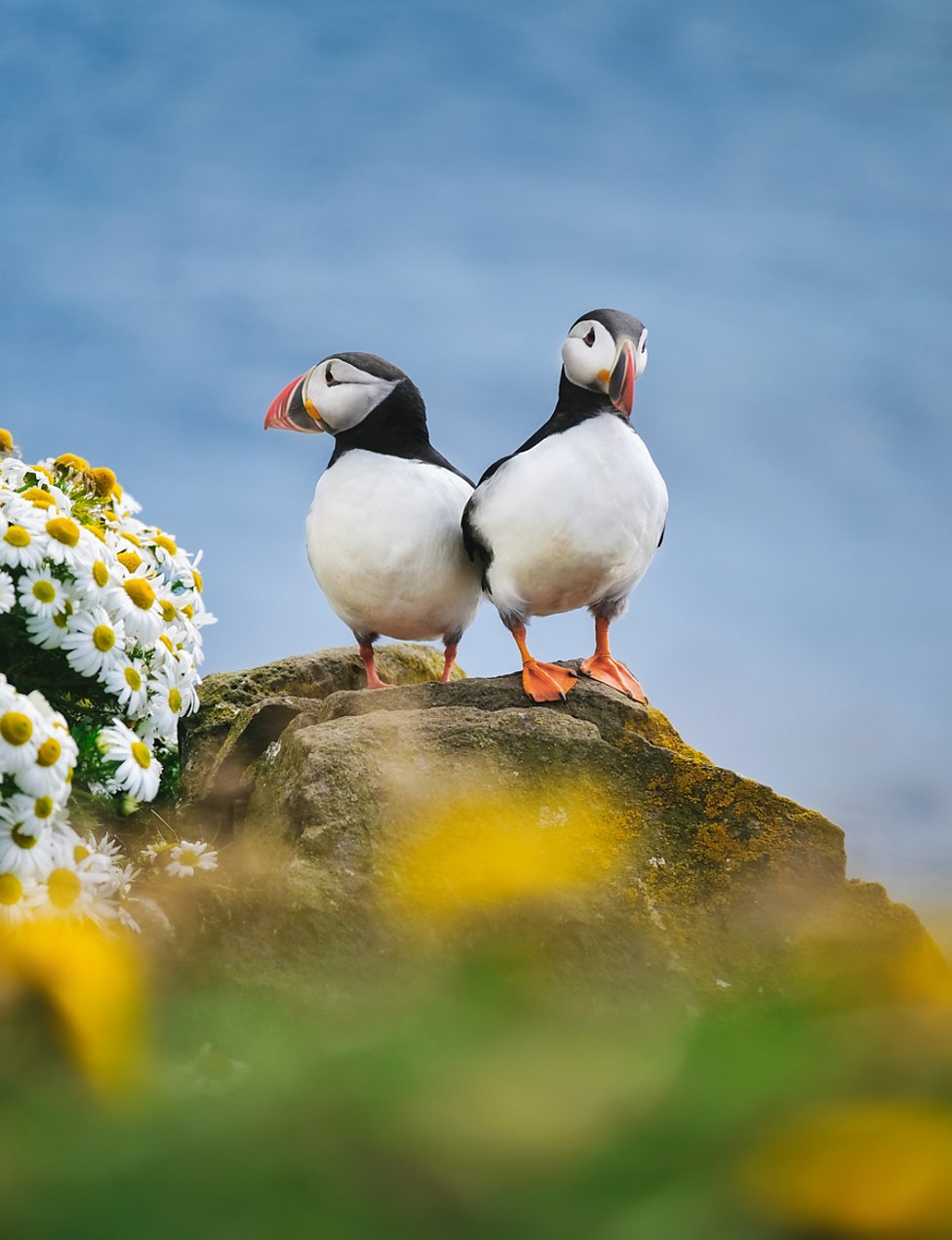Spot the birdie - BBC Bitesize