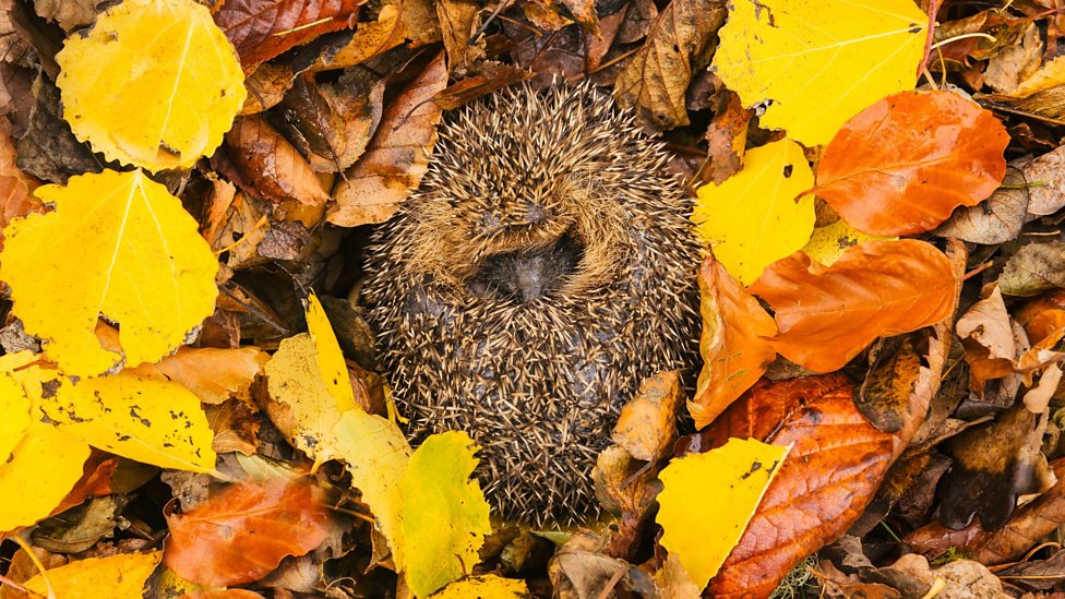 What is migration? - BBC Bitesize