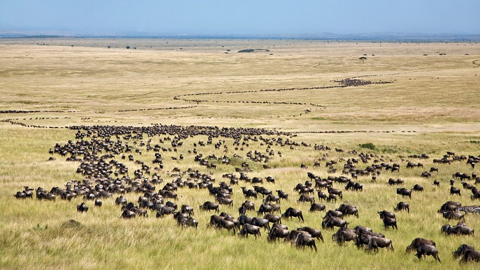 What is migration? - BBC Bitesize