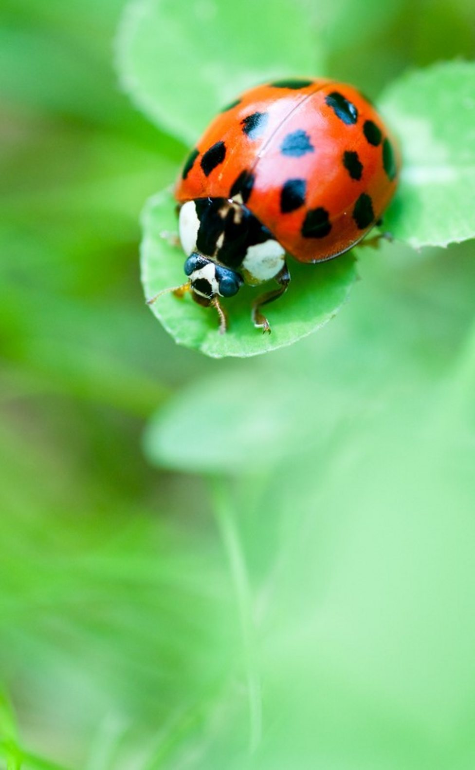 Insect inspection - BBC Bitesize