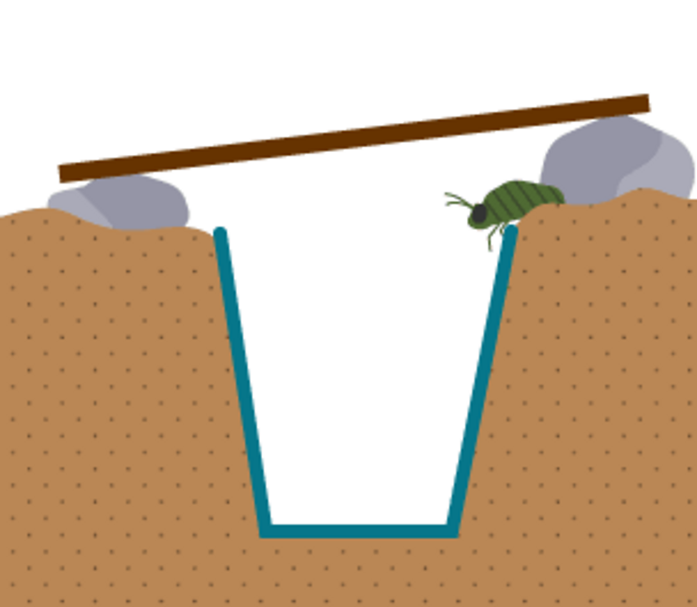 Biodiversity and Ecology - BBC Bitesize