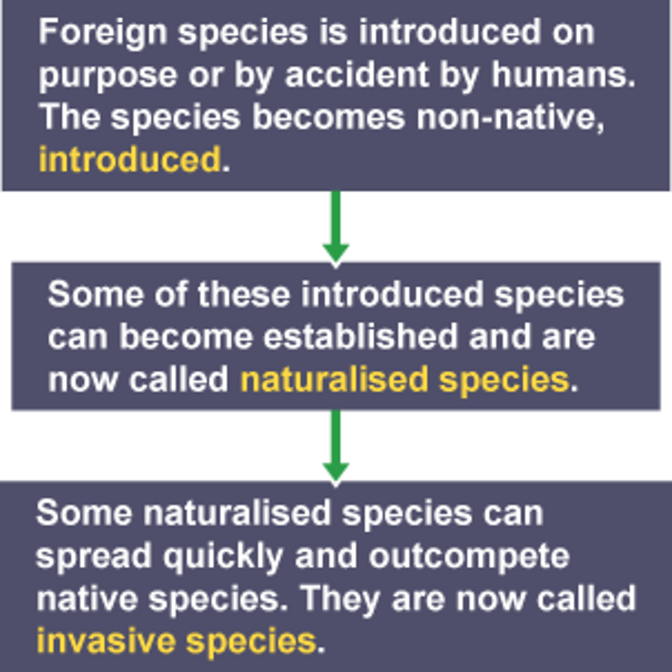 Biodiversity and Ecology - BBC Bitesize