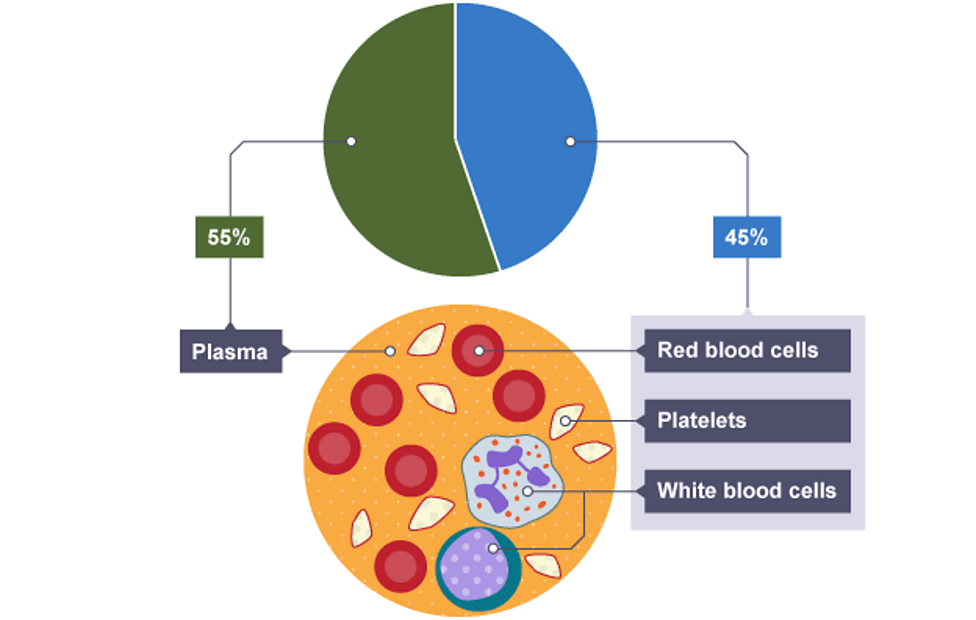 Blood and Circulation - BBC Bitesize