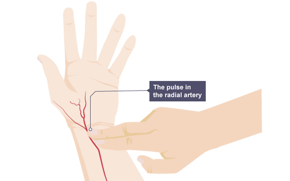 Blood and Circulation - BBC Bitesize