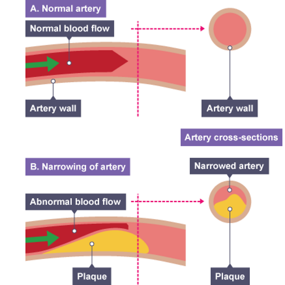 Blood and Circulation - BBC Bitesize