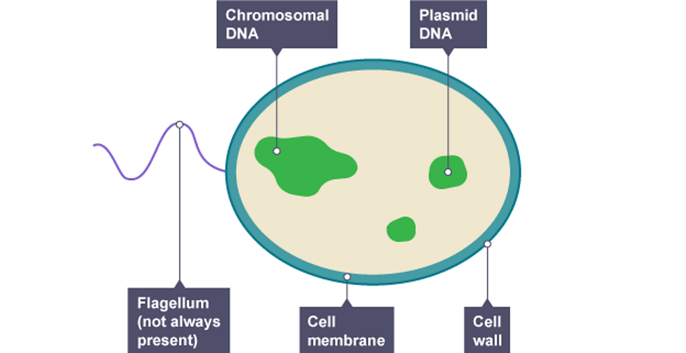 What are cells? KS3 Biology - CCEA - BBC Bitesize