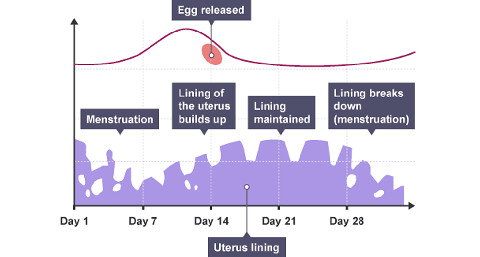 Cells and Reproduction - BBC Bitesize