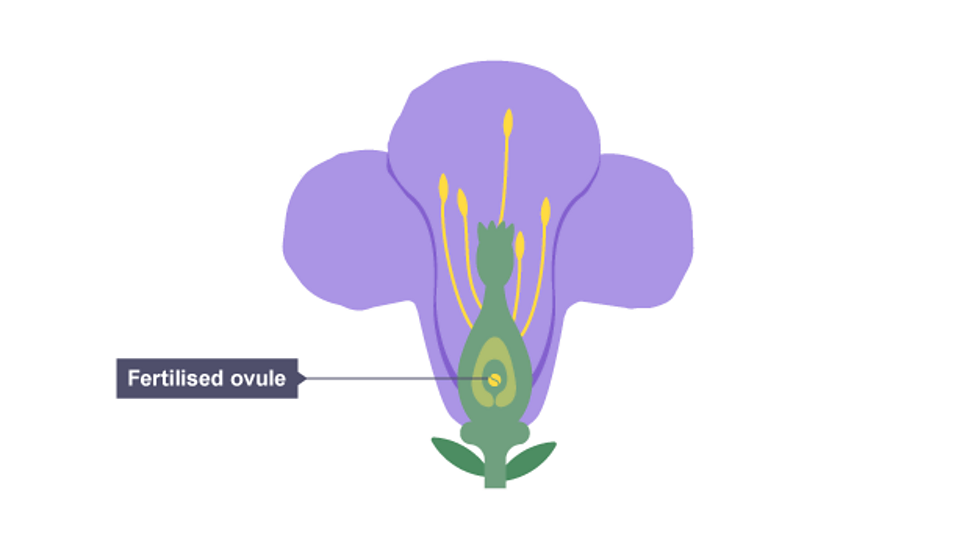 How do plants reproduce? KS3 Biology - BBC Bitesize - CCEA - BBC Bitesize