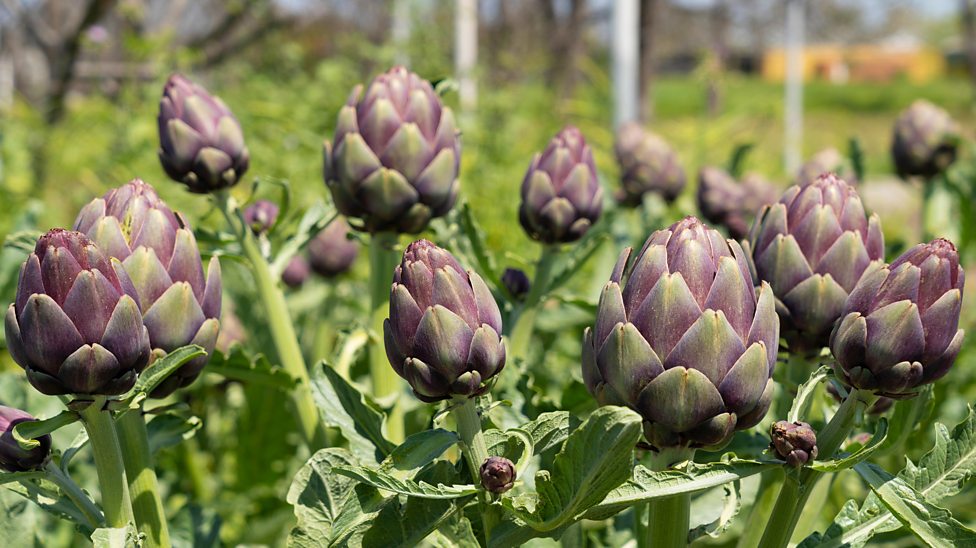 7 beautiful foods to plant in your garden - BBC Food