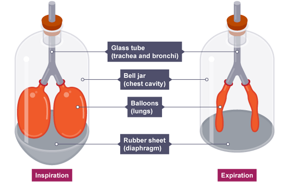 Gas Exchange and Respiration - BBC Bitesize
