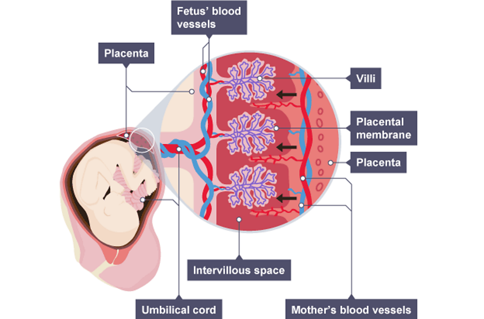Fertilisation Reproduction KS3 Biology CCEA BBC Bitesize