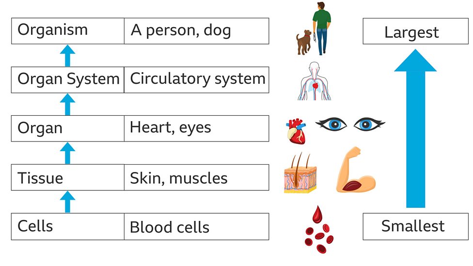 What are cells? KS3 Biology - CCEA - BBC Bitesize