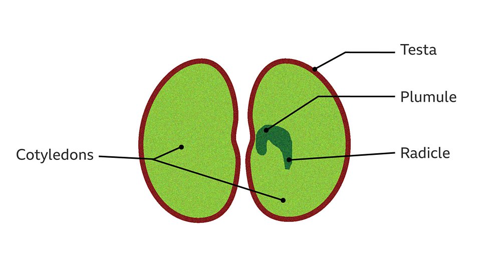 How do plants reproduce? KS3 Biology - BBC Bitesize - CCEA - BBC Bitesize