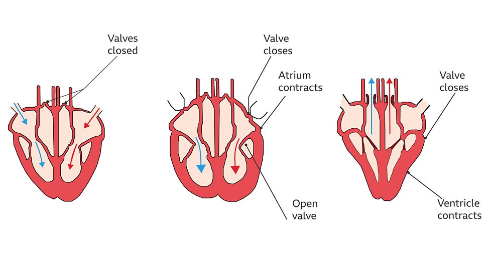 Blood and Circulation - BBC Bitesize