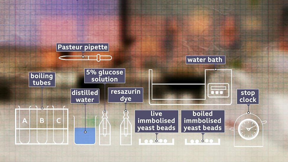 Higher Biology questions - Cellular respiration - Higher biology ...