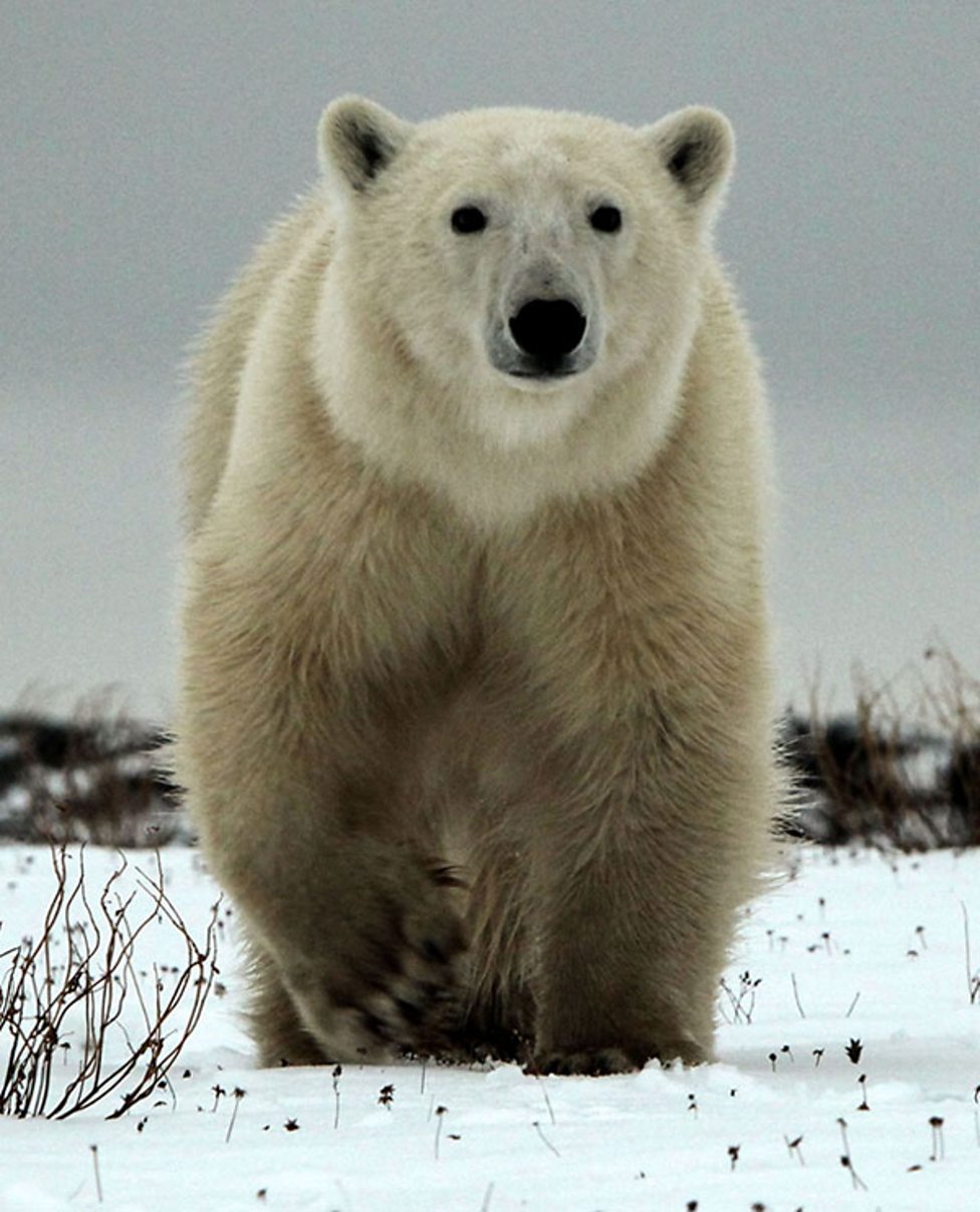 Adaptations and evolution - Inheritance and genetics - KS3 Biology ...