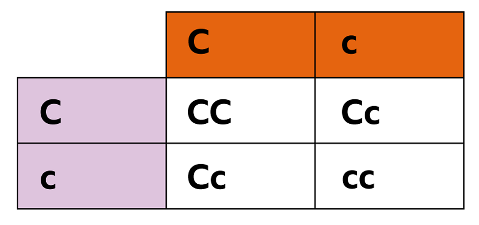 Inheritance - Inheritance and genetics - KS3 Biology - BBC Bitesize