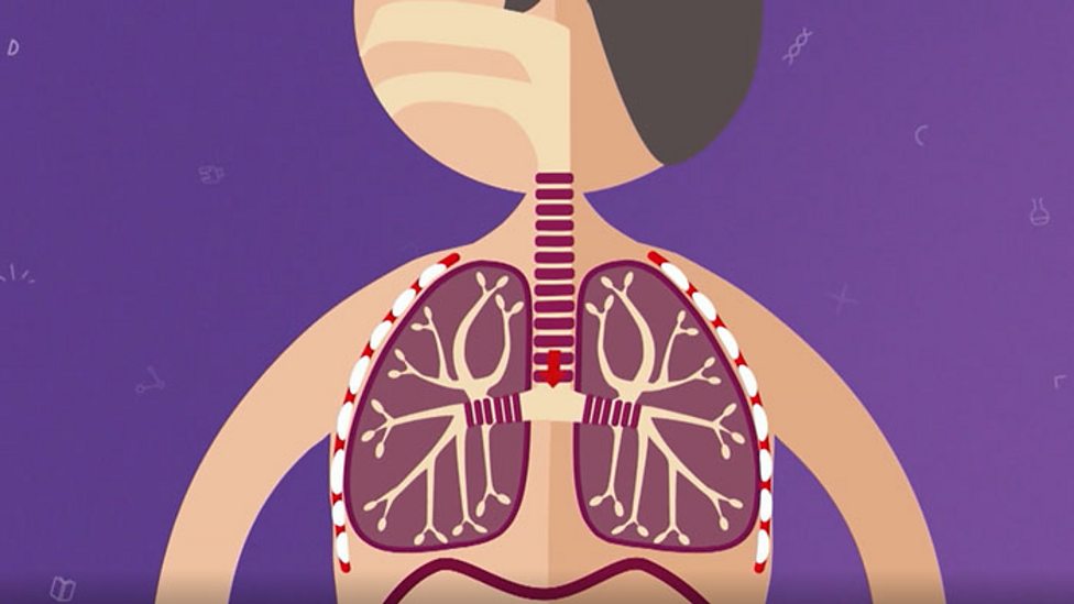 Respiration and gas exchange - KS3 Biology - BBC Bitesize