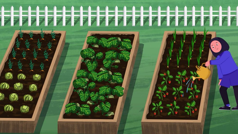 What is food sustainability and why is it important? - BBC Bitesize