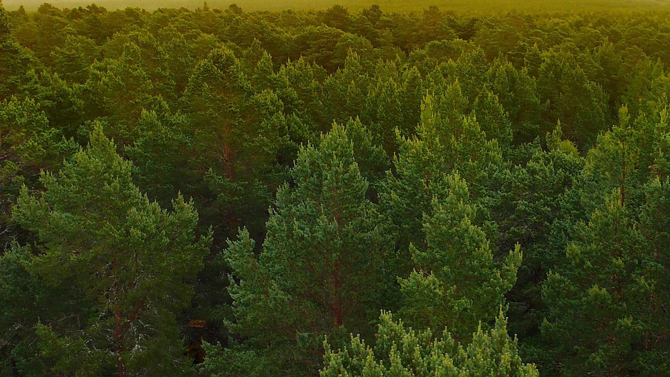 Is wood a sustainable material? - BBC Bitesize