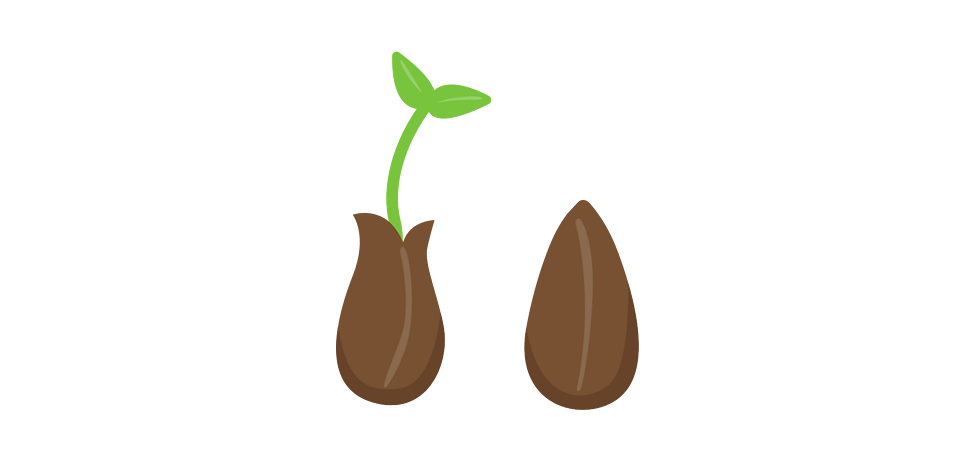The lifecycle of a plant - BBC Bitesize