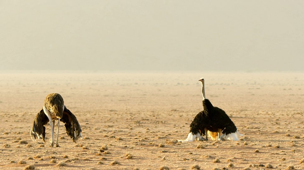 The Mating Game: Animals struggle with first dates too - BBC Bitesize