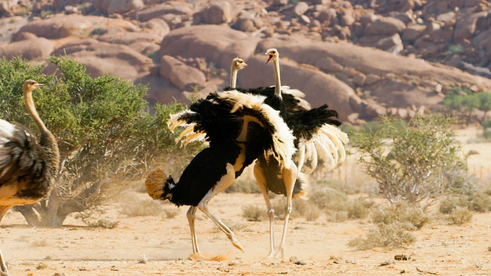 The Mating Game: Animals struggle with first dates too - BBC Bitesize