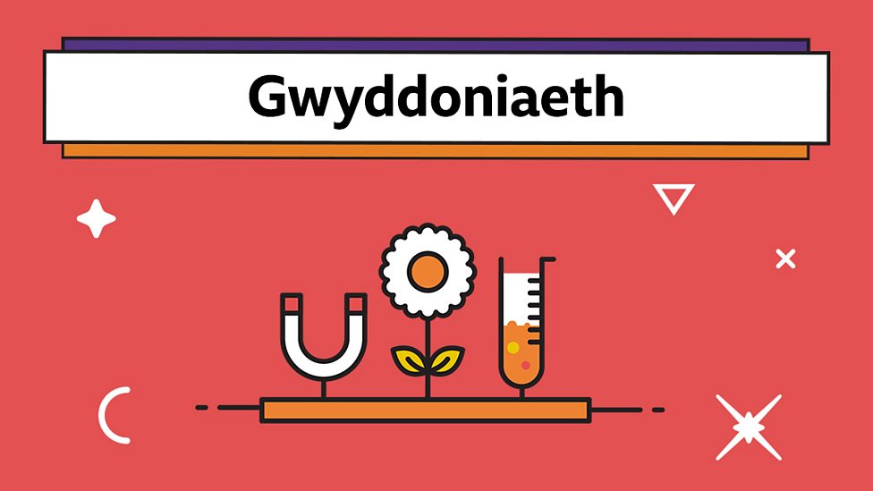 Cyfnod Allweddol 2 - Gwyddoniaeth - BBC Bitesize