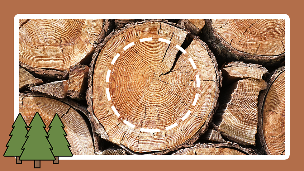 Finding shapes in nature - KS1 - The Regenerators - BBC Bitesize