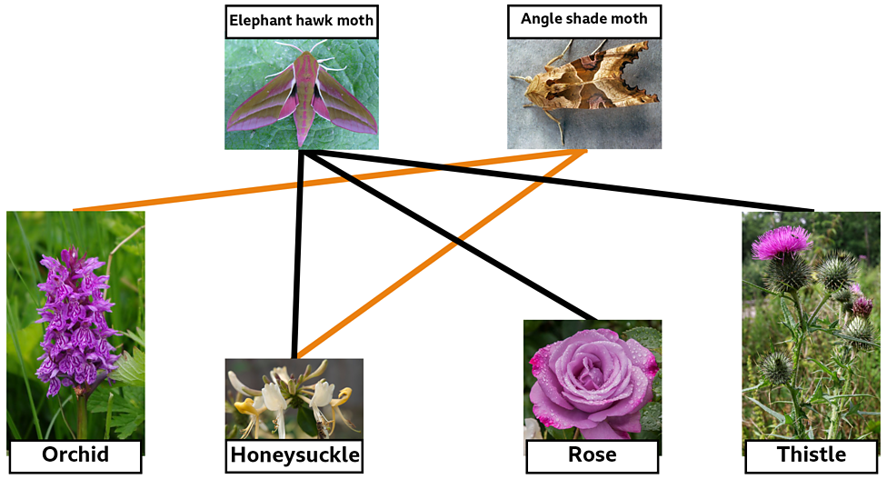 Which pollinators visit my garden? - KS2 - The Regenerators - BBC Bitesize