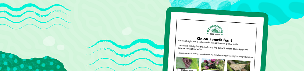 Which pollinators visit my garden? - KS2 - The Regenerators - BBC Bitesize