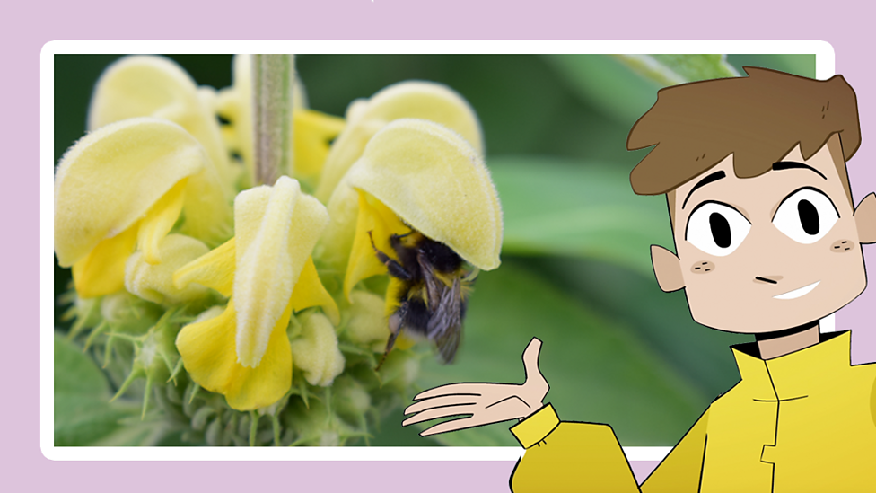 Which pollinators visit my garden? - KS2 - The Regenerators - BBC Bitesize