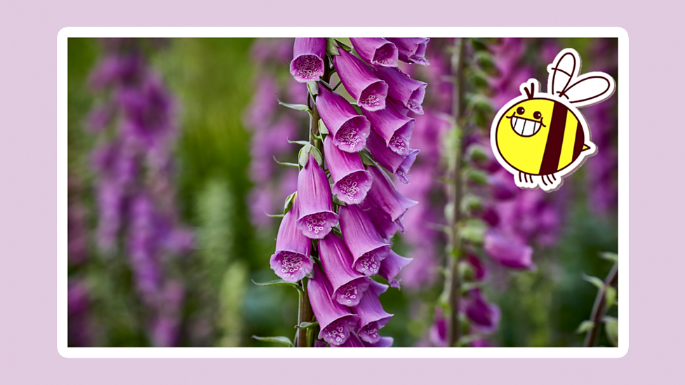 Which pollinators visit my garden? - KS2 - The Regenerators - BBC Bitesize