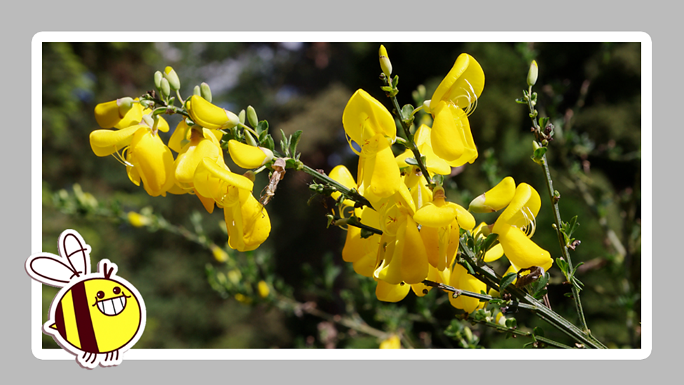 What is extinction? - KS2 - The Regenerators - BBC Bitesize