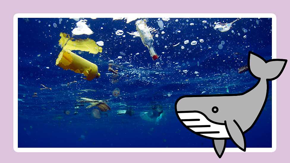 Why do we need to look after our environment? - KS1 - The Regenerators ...