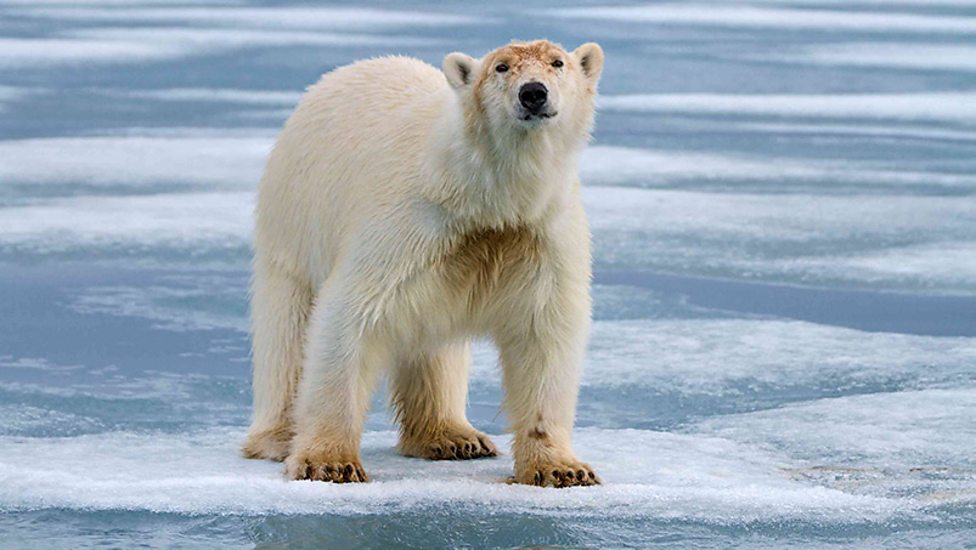 Greenhouse gases and climate change - Humans and the environment - KS3 ...