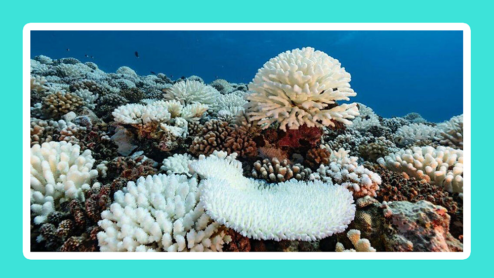 Why are our oceans important? - KS2 - The Regenerators - BBC Bitesize