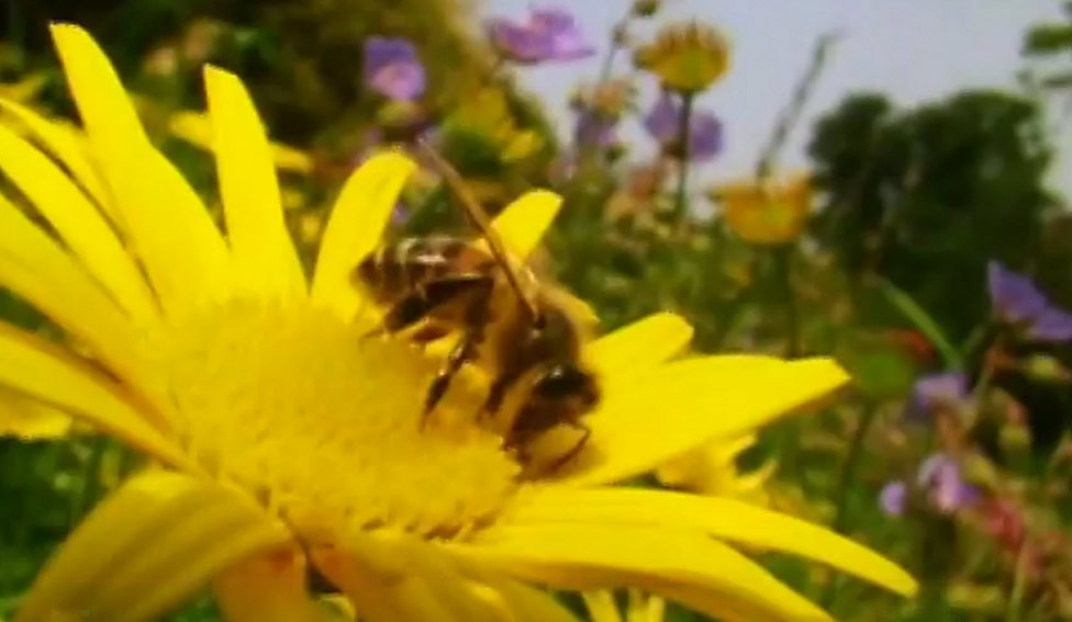 Features of minibeasts - BBC Teach