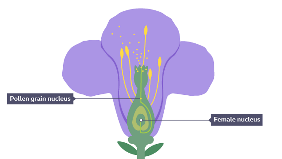 Fruit and seeds - Reproduction - KS3 Biology - BBC Bitesize