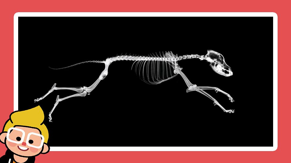 What is a vertebrate? - BBC Bitesize