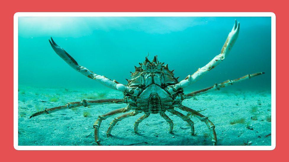 What is an invertebrate? - BBC Bitesize