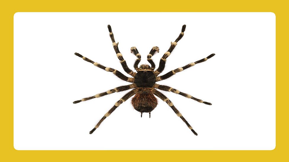 What is an invertebrate? - BBC Bitesize