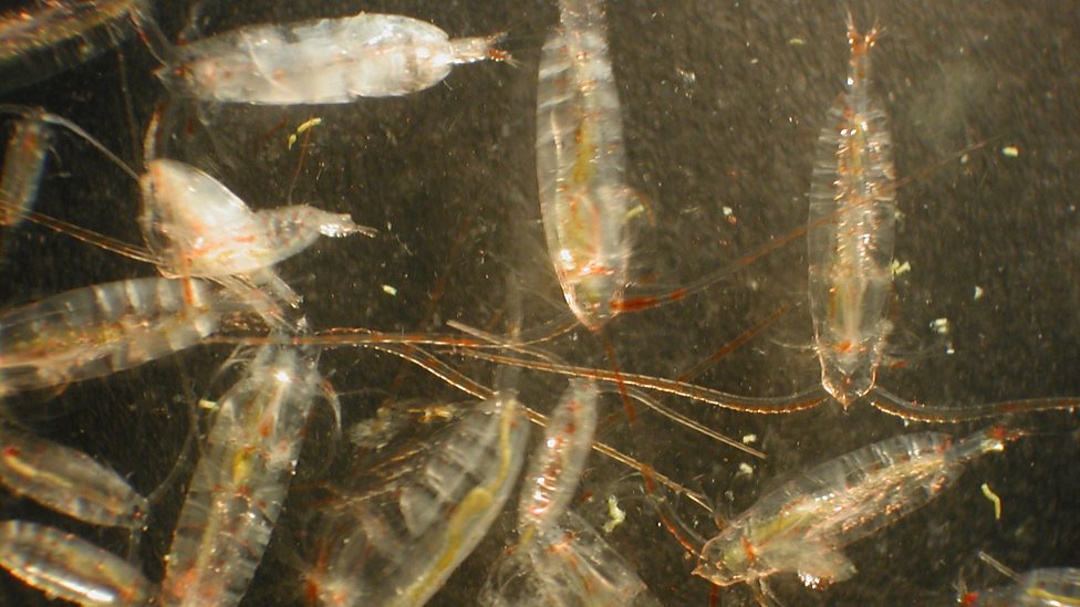 What is plankton and why is it so important? - KS2 Sustainability ...