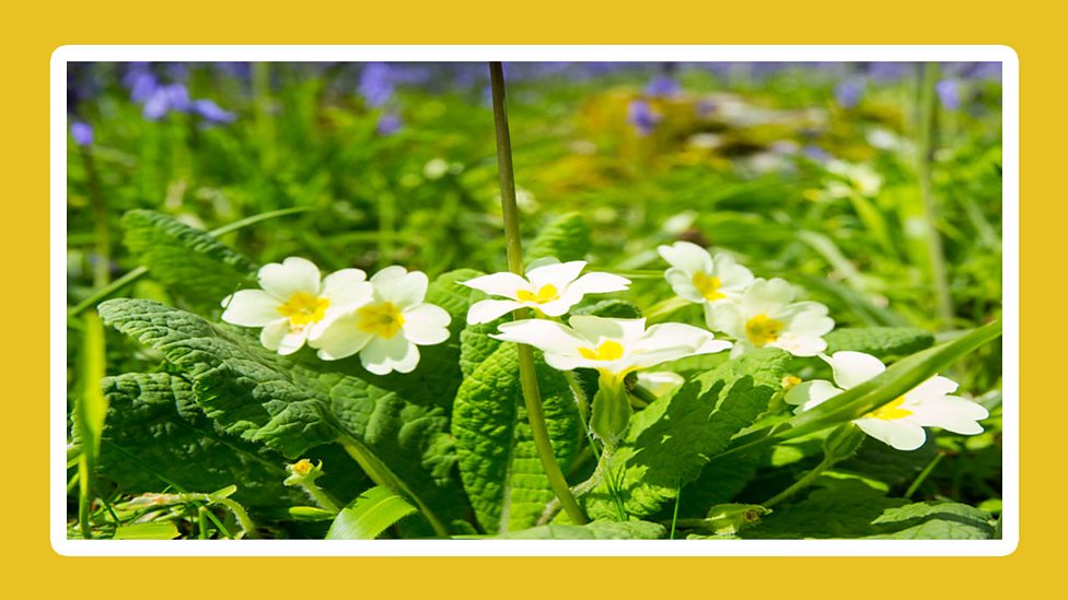 What do a plants need? - BBC Bitesize